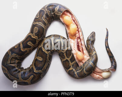 Burmese Python ( BIVITTATUS MOLURUS), eggs hatching. Clutch. two juvenile snakes on resting egg ...