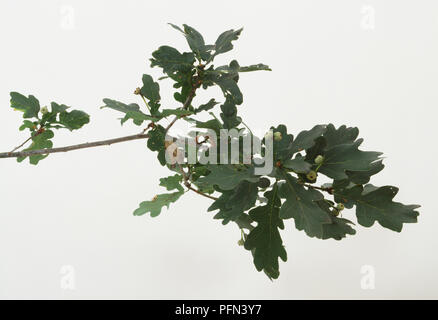 Oak branch with green leaves and acorns on a sunny day. Oak tree in ...