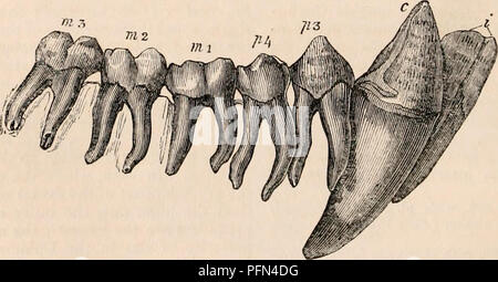 Comparison of teeth of man and chimpanzee Stock Photo - Alamy