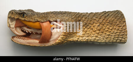 Timber Rattlesnake (Crotalus horridus) showing heat sensitive pits ...
