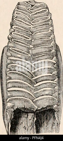 . The cyclopædia of anatomy and physiology. Anatomy; Physiology ...