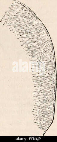 This illustration depicts various types of fish found in the game ...