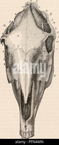 . The cyclopædia of anatomy and physiology. Anatomy; Physiology ...