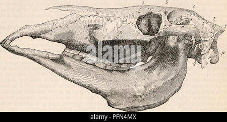 . The cyclopædia of anatomy and physiology. Anatomy; Physiology ...