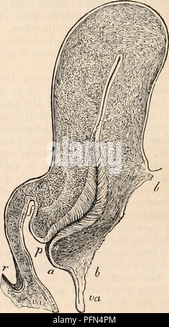 This section of *The Cyclopædia of Anatomy and Physiology* discusses ...