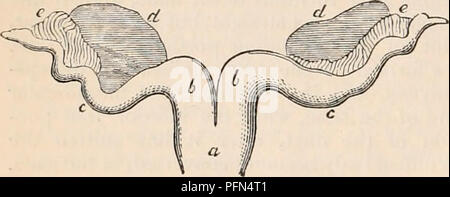 deer anatomy organs Stock Photo: 34981359 - Alamy