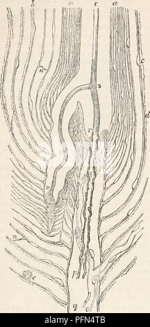 . The cyclopædia of anatomy and physiology. Anatomy; Physiology ...
