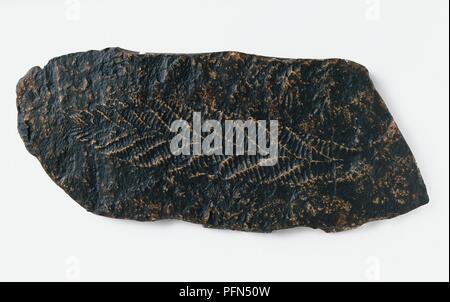 Charniodiscus (Sea pen) fossil, leaf-like impression on dark surface ...