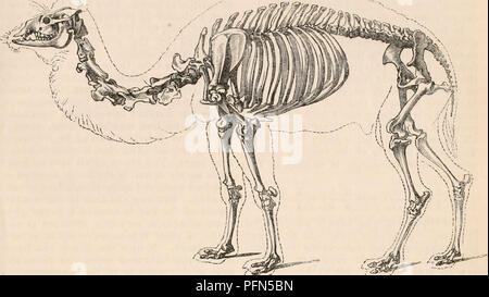 Water cells of the camel stomach Stock Photo - Alamy