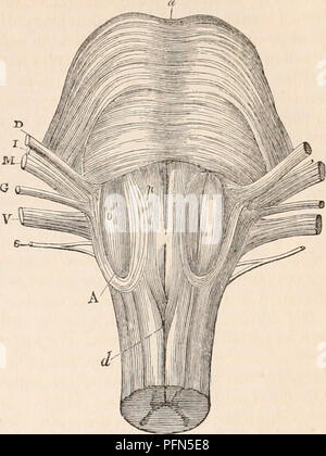 This entry in the *Cyclopedia of Anatomy and Physiology* covers the ...
