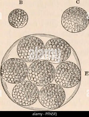This section from 'The Cyclopædia of Anatomy and Physiology' presents ...