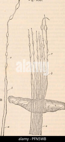 This work covers the anatomical and physiological structures of animals ...