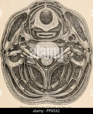 This section from the *Cyclopedia of Anatomy and Physiology* focuses on ...