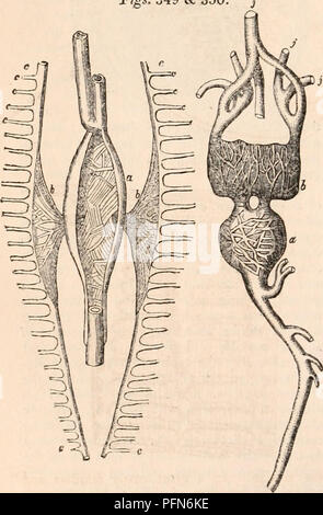This entry from *The Cyclopedia of Anatomy and Physiology* focuses on ...