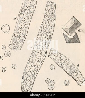 . The cyclopædia of anatomy and physiology. Anatomy; Physiology ...