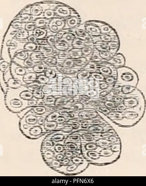 This entry discusses the digestive system and anatomy of pachyderms ...