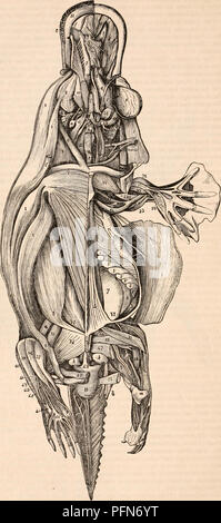 This illustration from an anatomy and physiology cyclopedia depicts the ...
