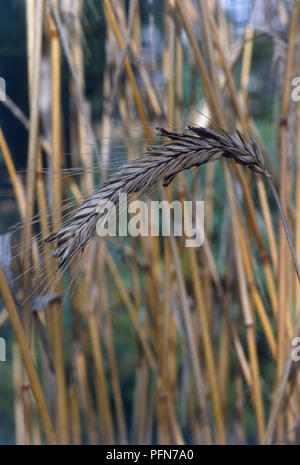 Rye ergot fungus (Claviceps purpurea) growing on wild grass Stock Photo ...