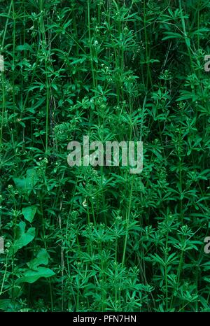 Herb Galium aparine cleavers on a summer meadow. Yellow flowers among ...