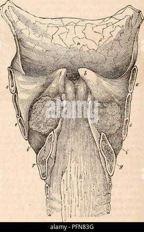 Posterior view of the larynx and vocal cords (bones, muscles ...