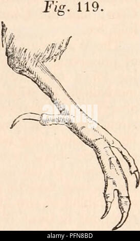 This text discusses the anatomy of birds, specifically focusing on skin ...