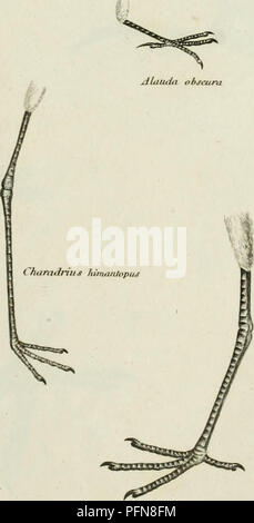 Abraham Rees' *Cyclopaedia* offers a comprehensive dictionary ...