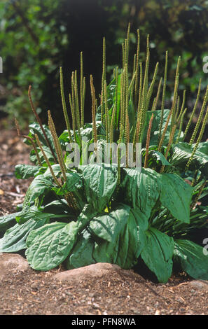 Plantago asiatica L Plantago asiatica L Stock Photo - Alamy