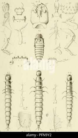 This work explores the metamorphosis and developmental history of ...