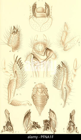 This study on the metamorphosis of beetles offers insights into the ...