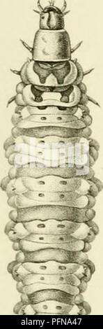 This work focuses on the metamorphosis of beetles, providing insights ...