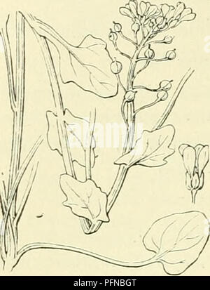 This botanical description focuses on Cochlearia officinalis, commonly ...