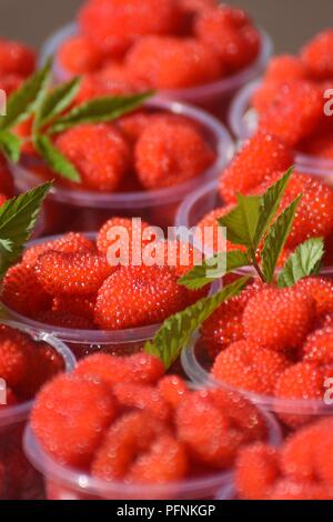 Curepipe, Mauritius. 09th July, 2018. 09.07.2018, Mauritius, Curepipe ...