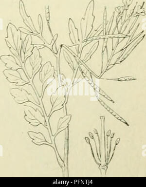 De flora van Nederland covers the plant species native to the ...