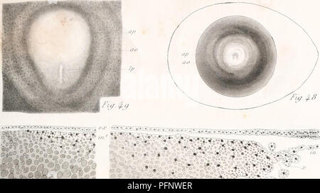 This study examines the formation of the blastoderm in bird embryos ...