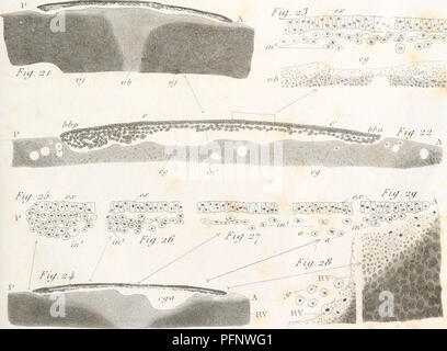Diagram of cleavage forms Stock Photo - Alamy