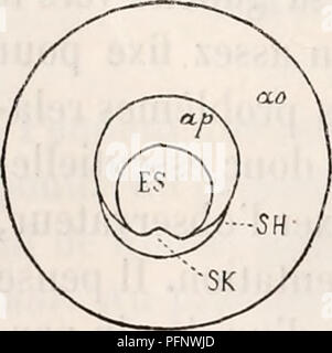 This work describes the formation of the blastoderm in bird embryos ...