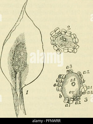 This botanical work describes various plant species native to the ...