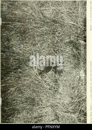 De jacht met de camera presents illustrations of bird species captured ...