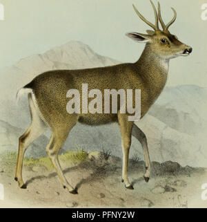 This work provides a comprehensive history of deer species, both living ...