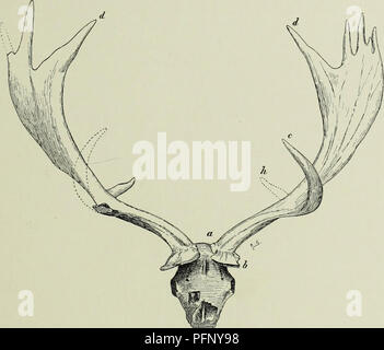 This work explores the history of the Cervidae family, including both ...