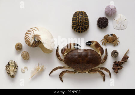 Close up of a sand dollar with barnacles Stock Photo - Alamy