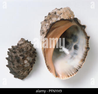 Other animals, Marine snails, Snails, Animals, Molluscs, Banded Weedsnail (Cingula trifasciata ...
