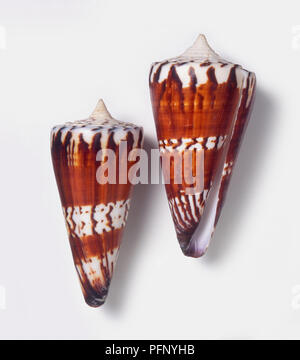 Shells and Conus Stock Photo - Alamy