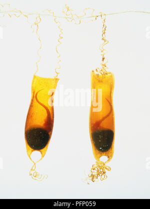 marine DOGFISH Embryo Stock Photo - Alamy