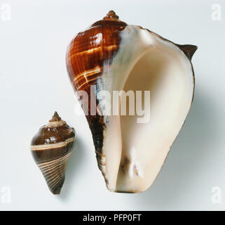 Melongena patula, Melongenidae Stock Photo - Alamy