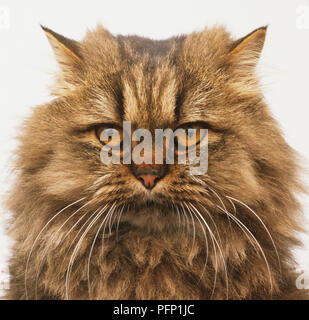 Close up of domestic cat's face Stock Photo - Alamy
