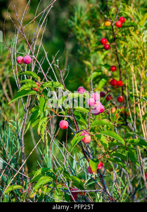 American Plum, Prunus americana, along sandhills road through Nebraska ...
