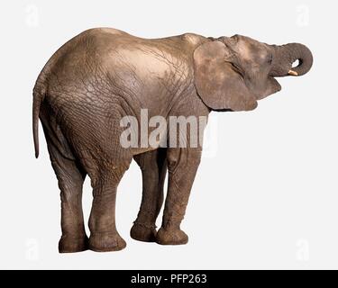Elephant calf trunk animal wildlife nature forest mammal, cute elephant ...