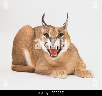 Caracal (Caracal Caracal) with hissing mouth open Stock Photo - Alamy
