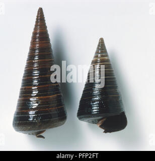Telescopium telescopium, Potamididae Stock Photo - Alamy